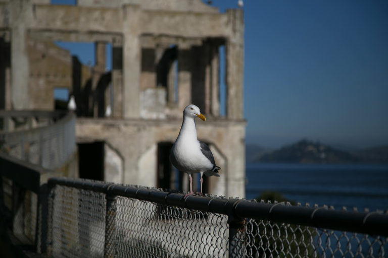 Is Alcatraz worth a visit? Exploring the iconic Rock