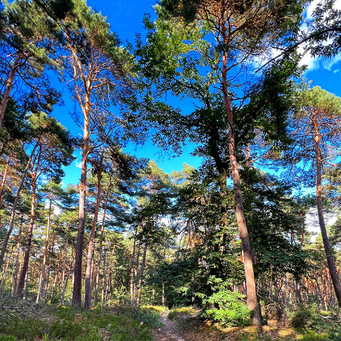 13 Things to See + Do in Palatinate (Germany)